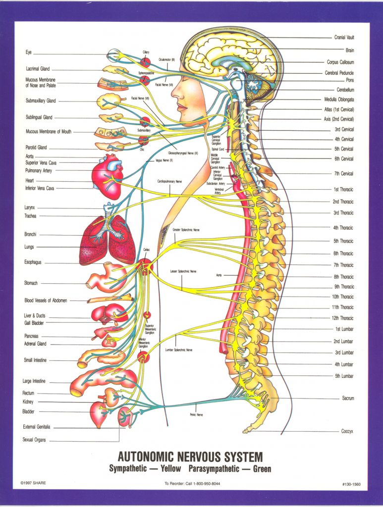 Universal Intelligence, Innate Intelligence Healing and Subluxation in ...